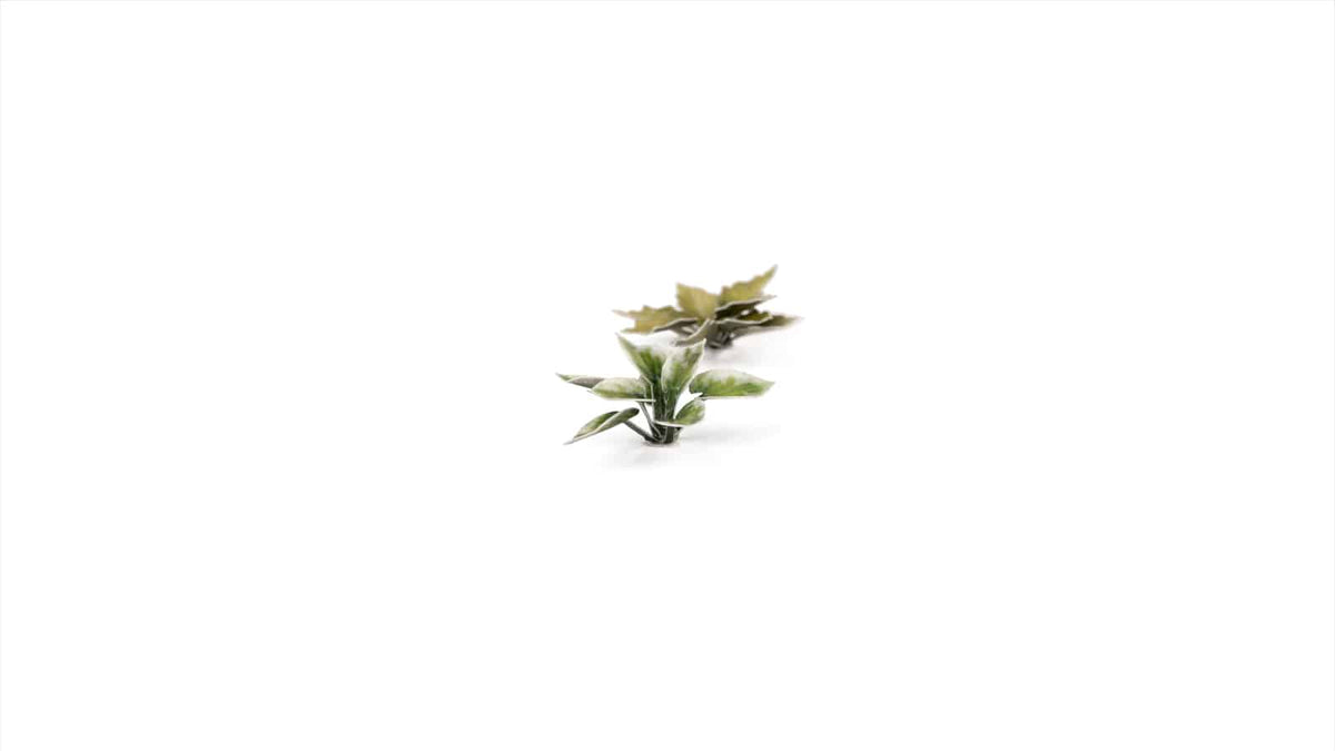 GG Laser Plants - Plantain Lily – Kapiti Hobbies